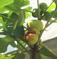 अंजीर लागवड उत्‍पादनाचा प्रमुख स्रोत - krushisevak.com