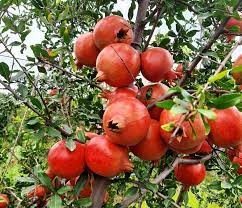 डाळिंब मर रोगाची लक्षणे , कारणे ! - krushisevak.com