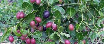 करवंद लागवड - krushisevak.com