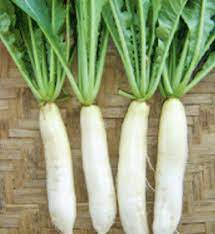 मुळा पिक देते चांगले उत्पन्न - krushisevak.com