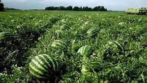 टरबूज लागवड आणि नियोजन - krushisevak.com