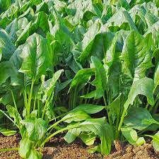 पालक लागवडीची योग्य पद्धत - krushisevak.com